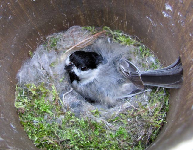 Black Capped Chickadee Eggs