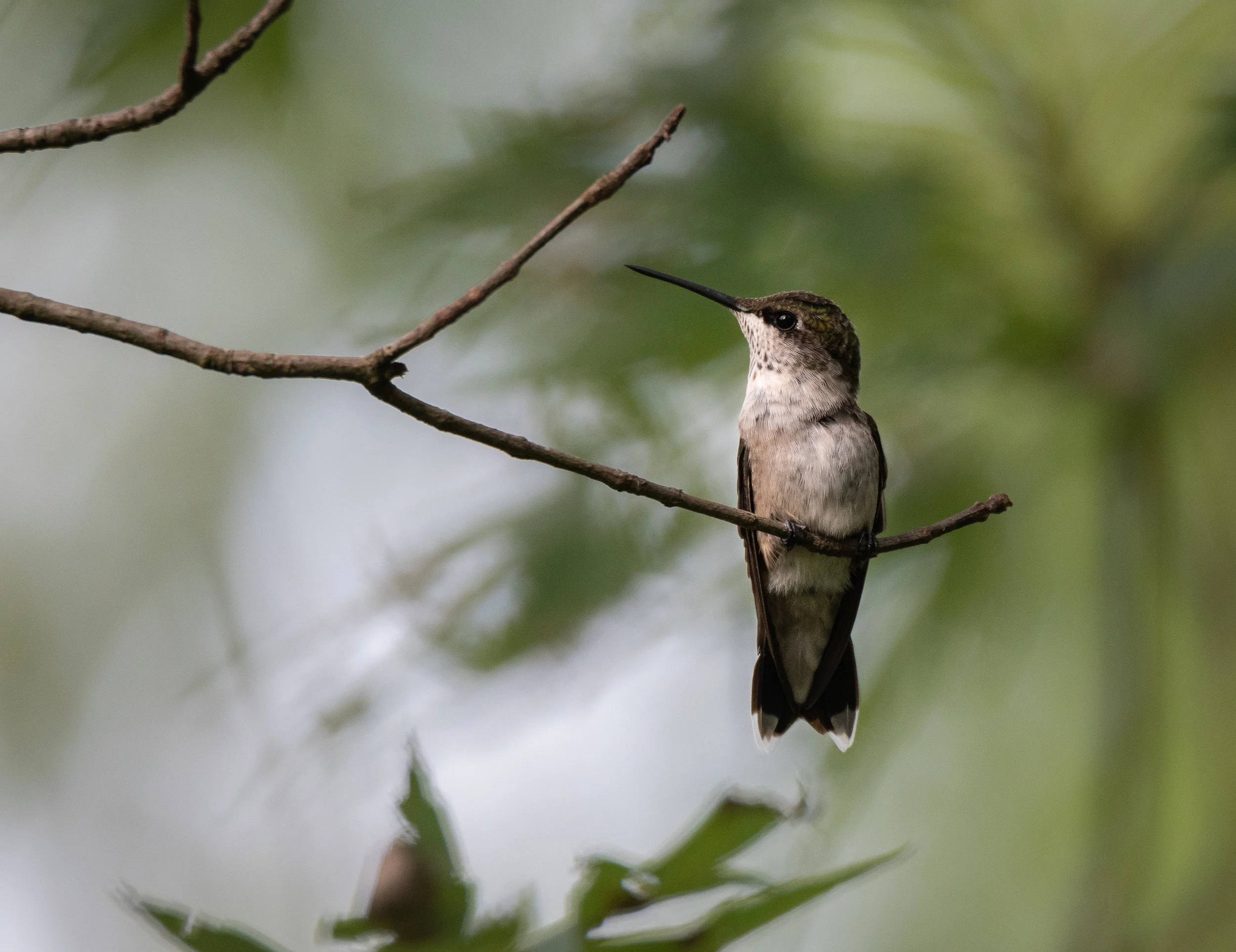 Ruby Throated Hummingbird Migration