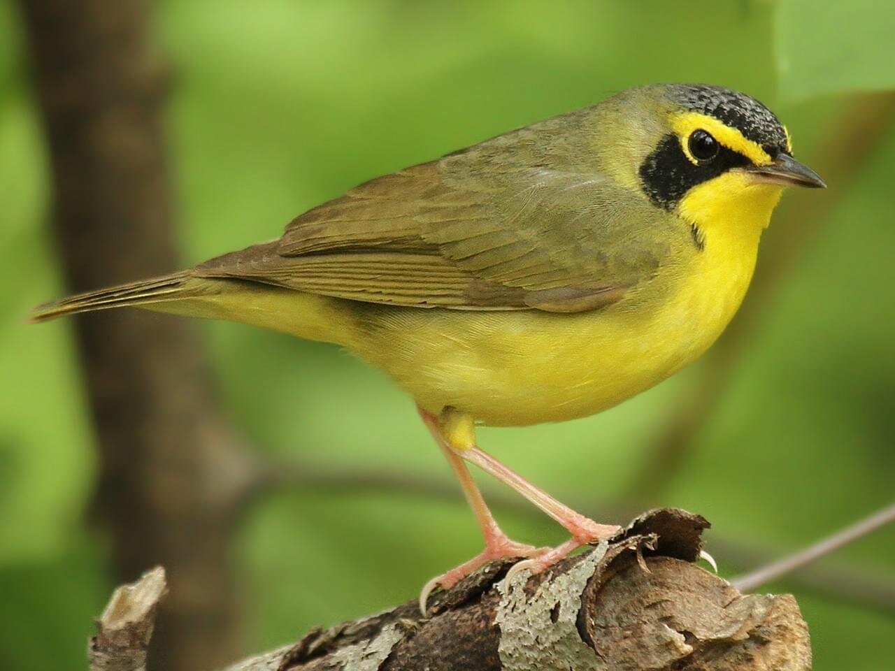 Hooded Warbler