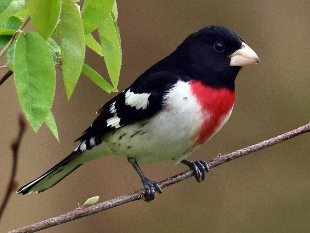Red Breasted Bird