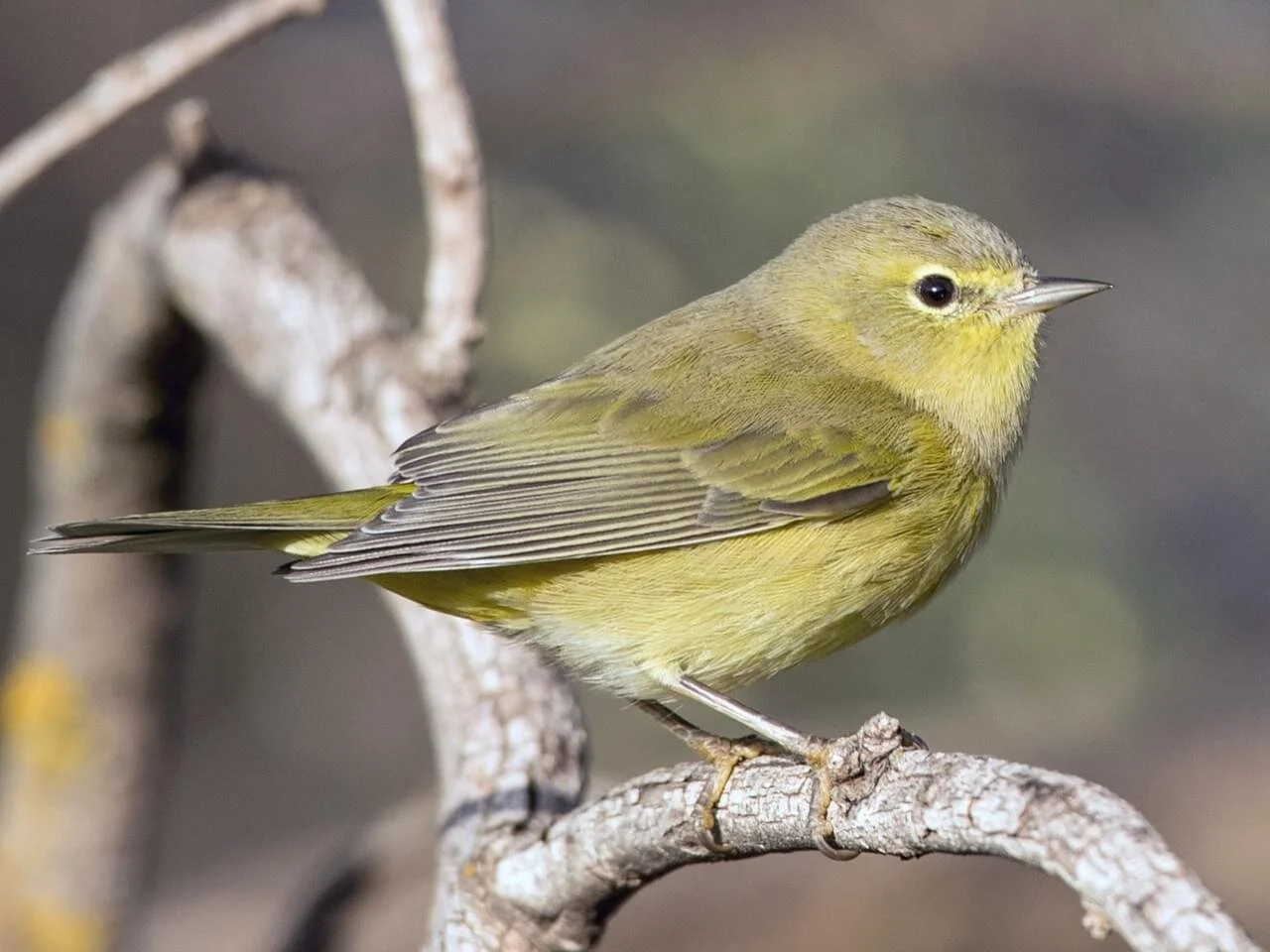 Warbler Bird