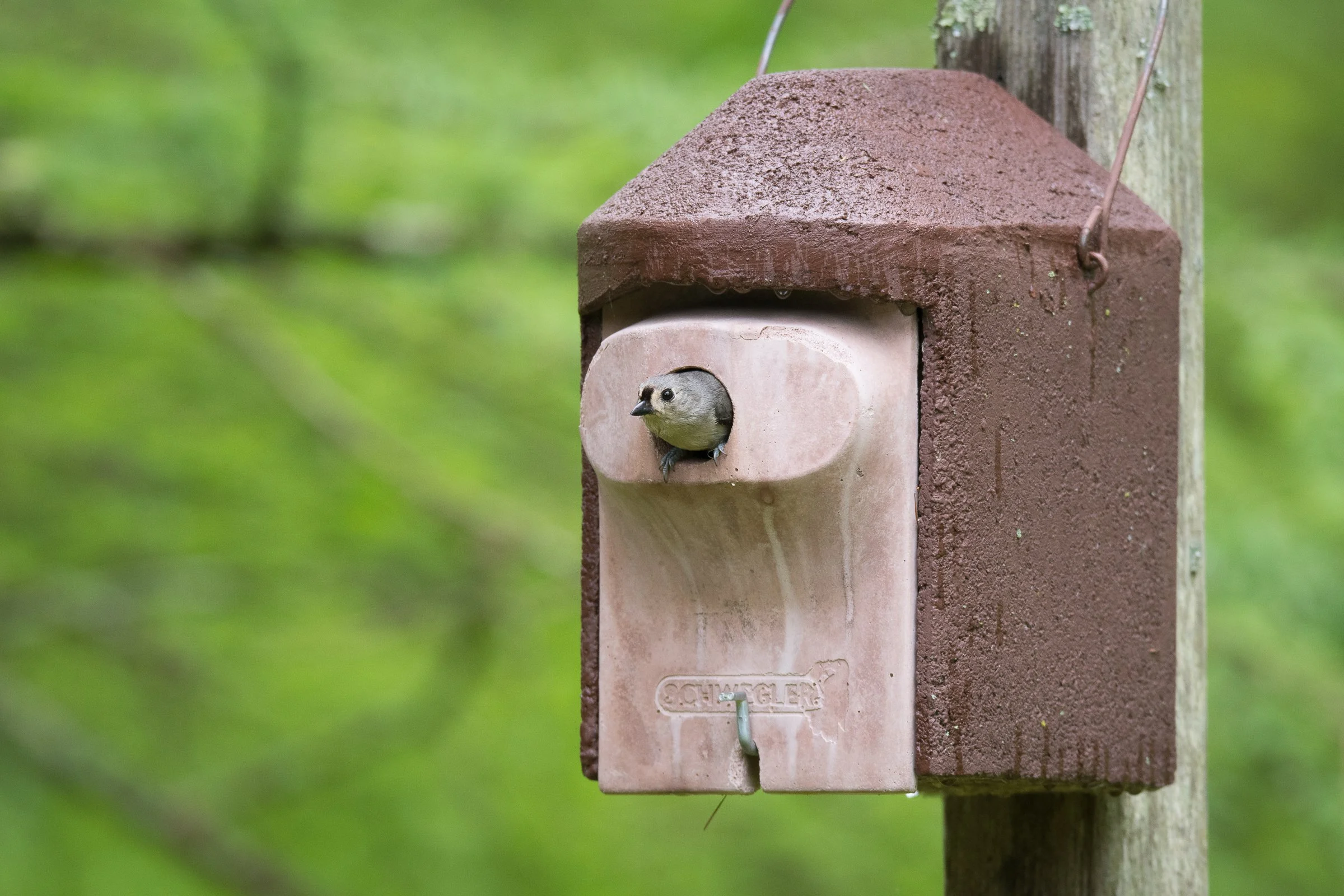 How do Birds Survive Storms, the Arrival of the Hummingbirds! — The ...