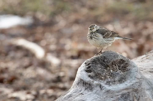 Happy Valentine's Day from the Wood Thrush Shop! — The Wood Thrush Shop