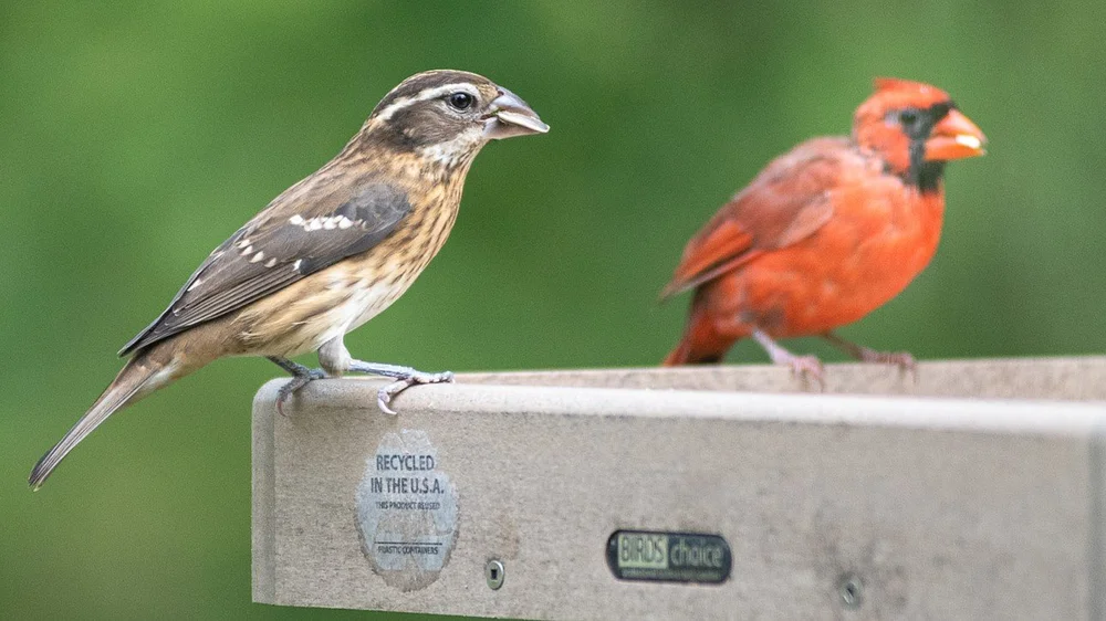 Feeder and Seed Special; the Return of the Rose-breasted Grosbeaks and ...
