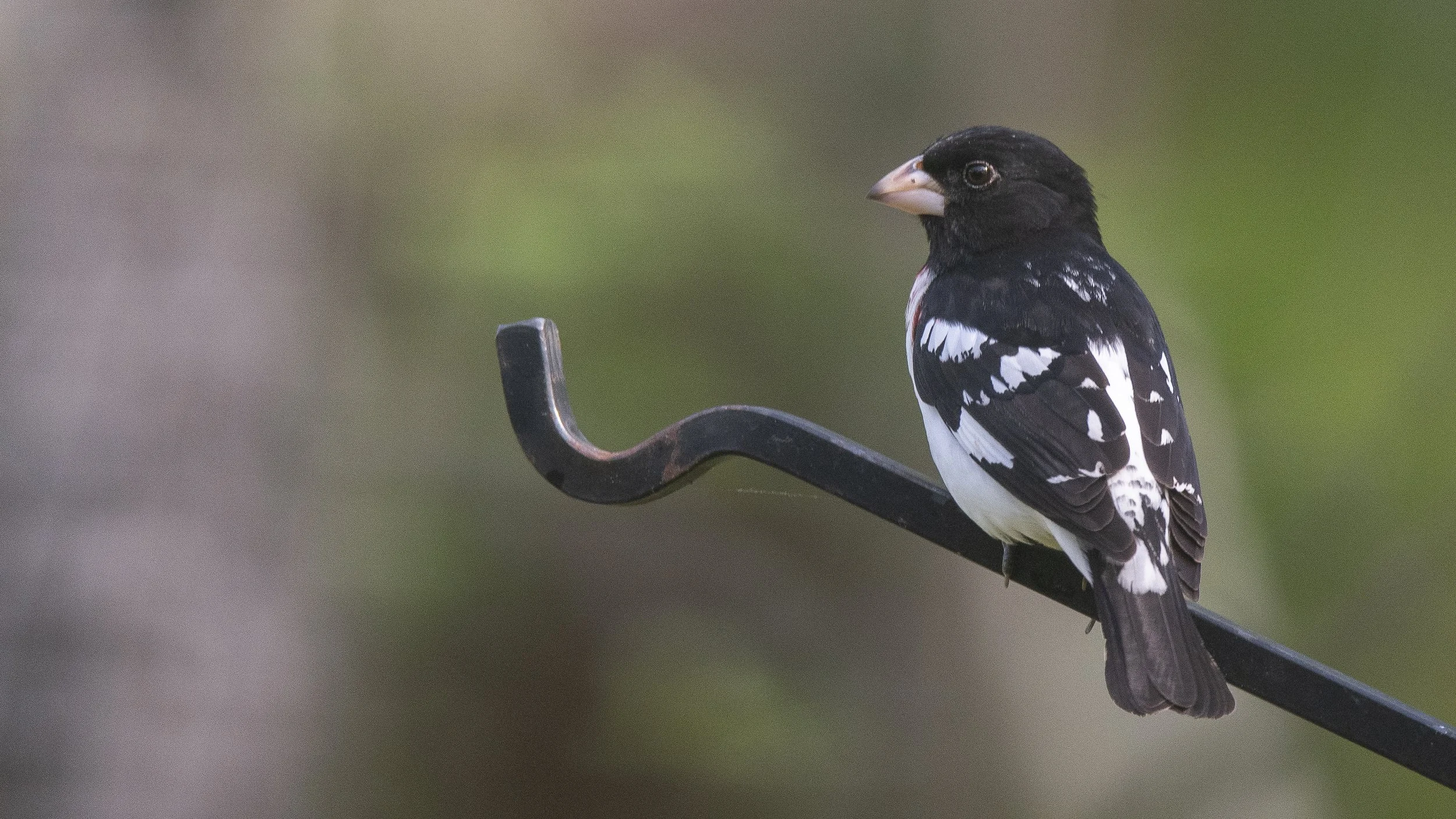 Feeder and Seed Special; the Return of the Rose-breasted Grosbeaks and ...
