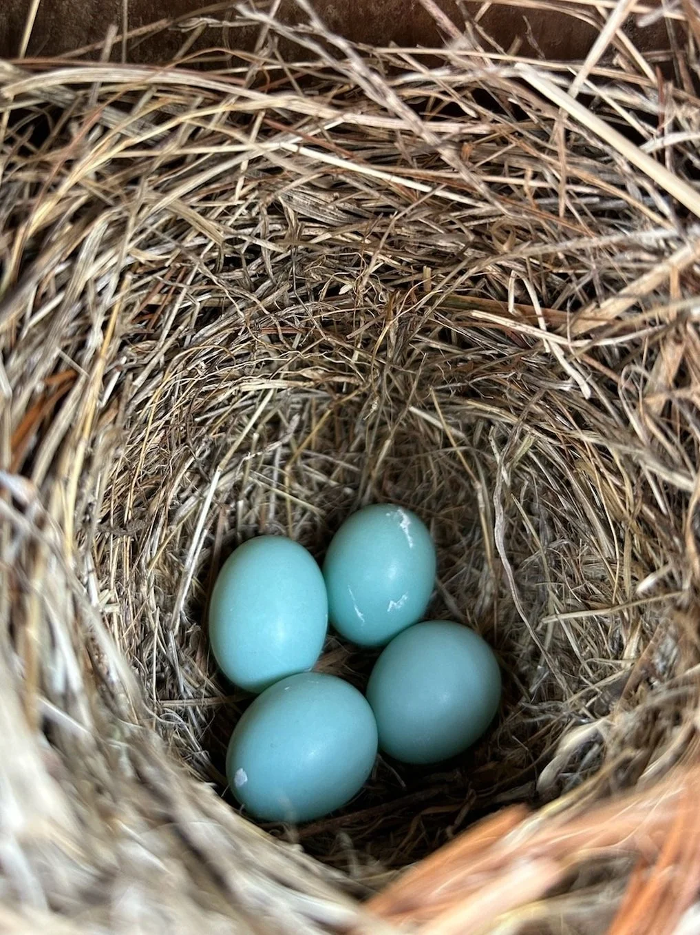 Monitoring Bluebird Nests — The Wood Thrush Shop