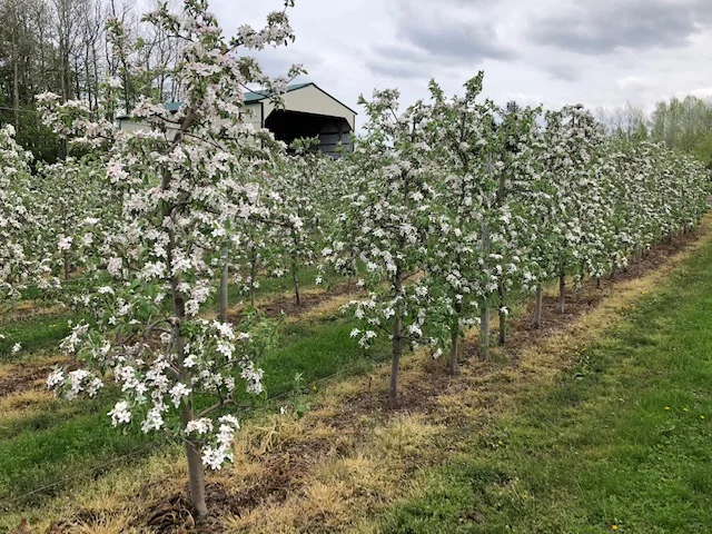 The Apple Farm Stand @ Stonegoose Farms