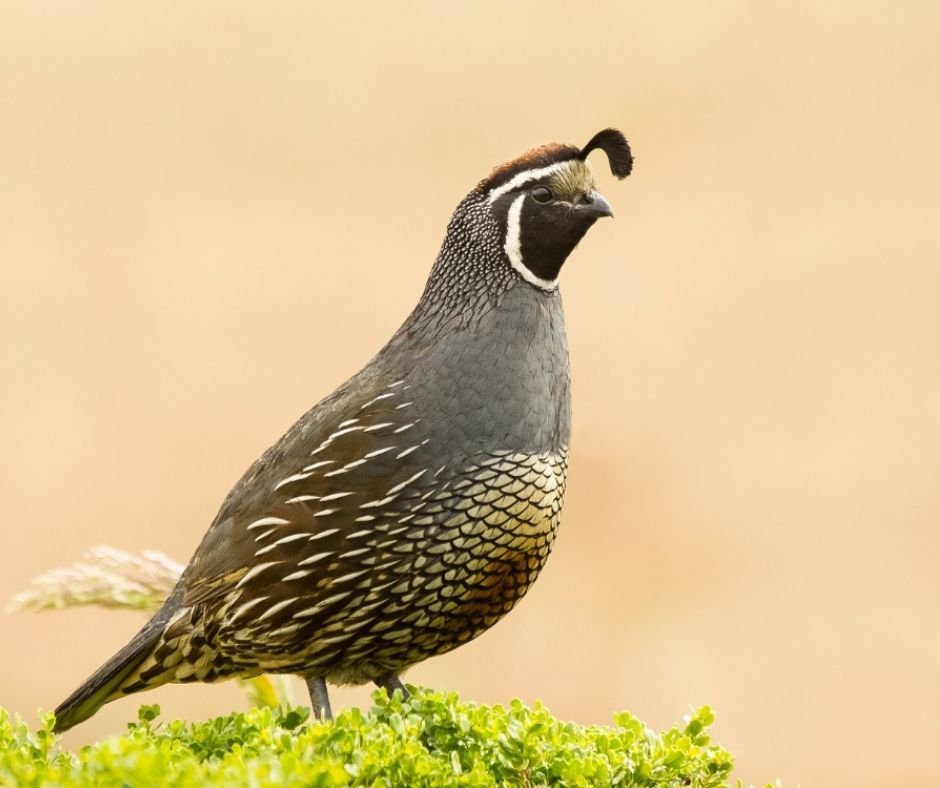 The Beginners Guide On How To Get Started Raising Quail — Always the ...