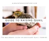 The Beginners Guide On How To Get Started Raising Quail — Always the ...