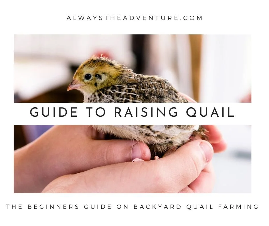 The Beginners Guide On How To Get Started Raising Quail — Always the ...