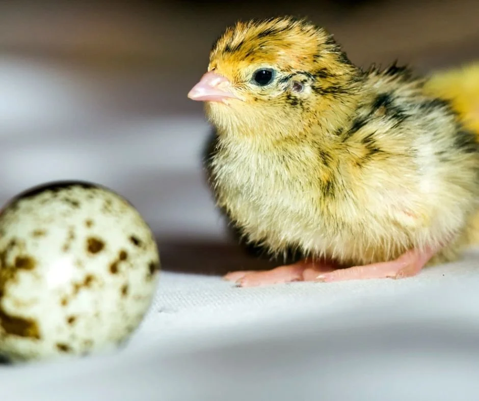 The Beginners Guide On How To Get Started Raising Quail — Always the ...