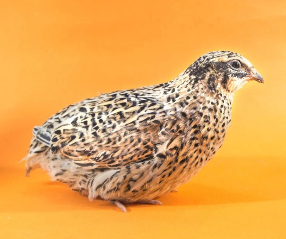 The Beginners Guide On How To Get Started Raising Quail — Always the ...