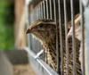 The Beginners Guide On How To Get Started Raising Quail — Always the ...