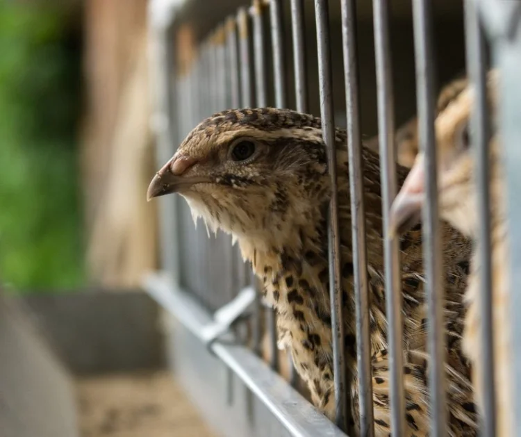The Beginners Guide On How To Get Started Raising Quail — Always the ...