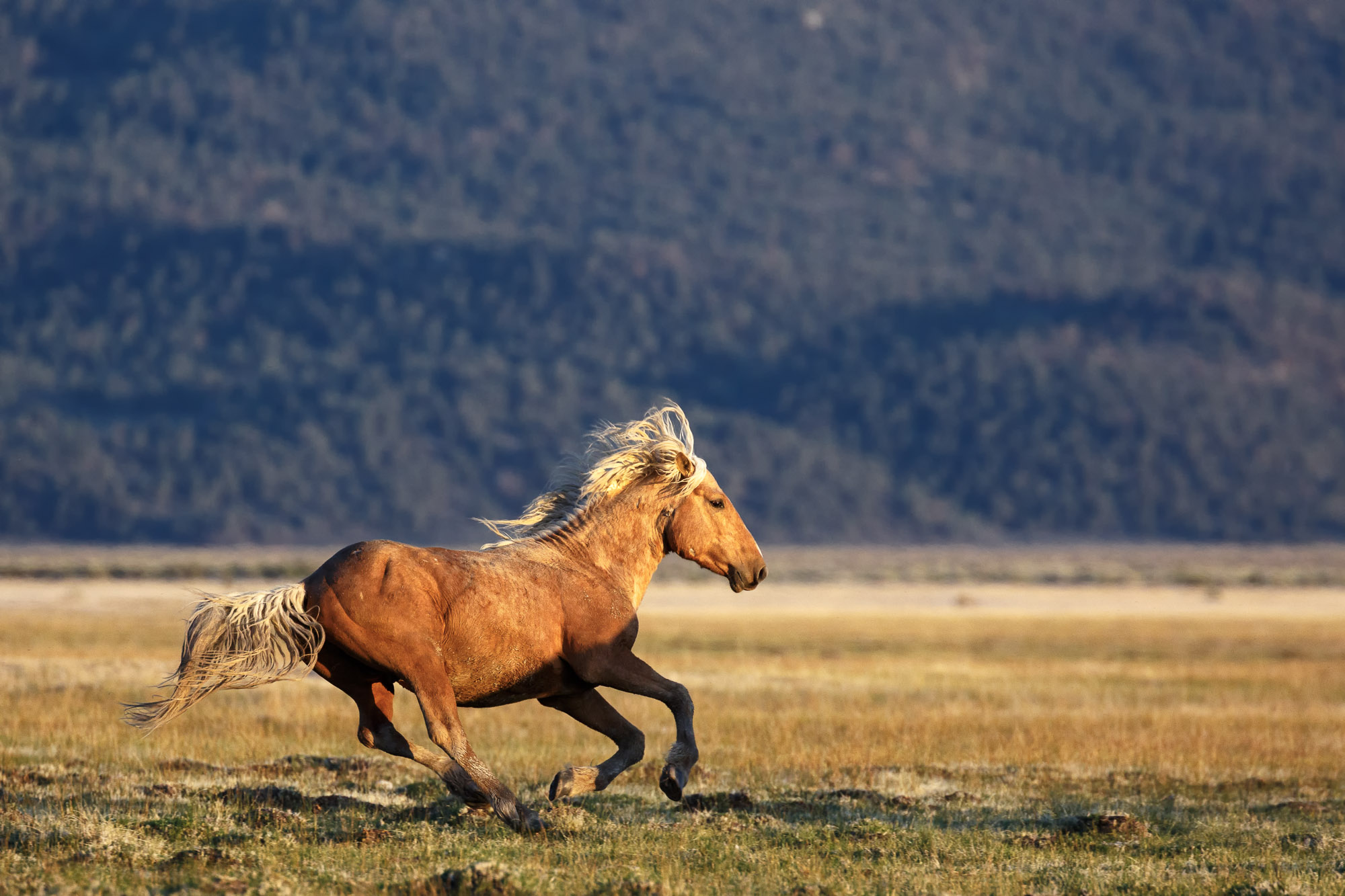 Wild Mustangs of the Adobe Valley Photography Workshop Gallery