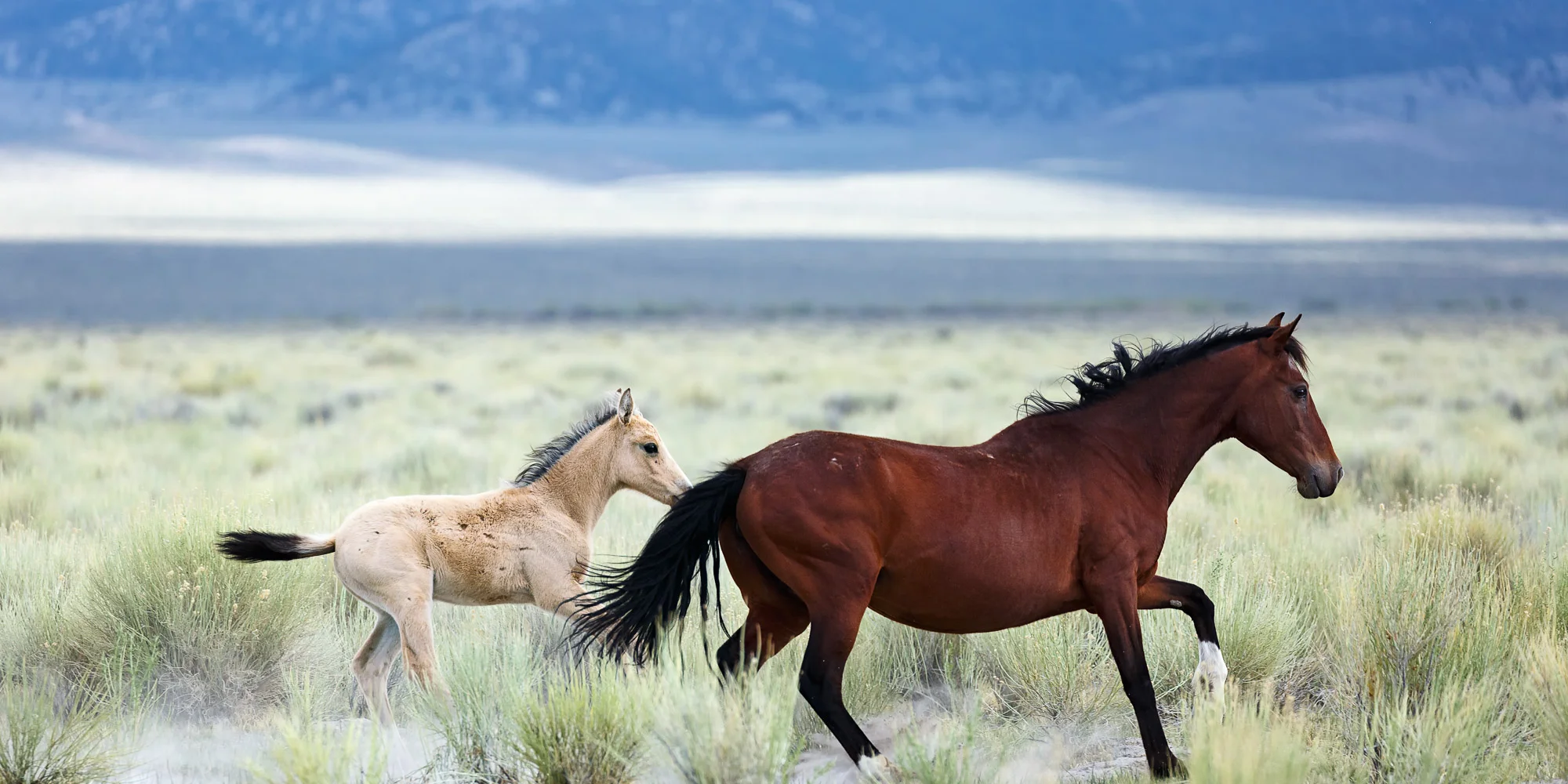 Wild Mustangs of the Adobe Valley Photography Workshop Gallery