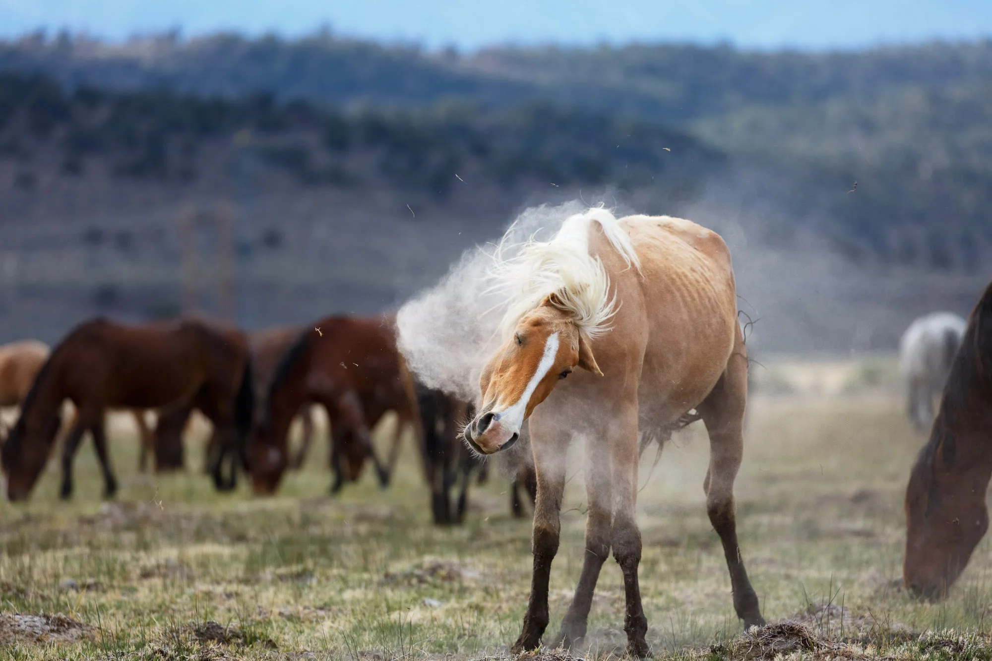 Wild Mustangs of the Adobe Valley Photography Workshop Gallery