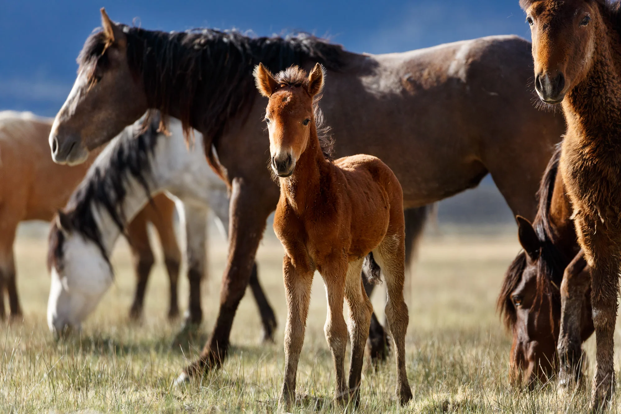 Wild Mustangs of the Adobe Valley Photography Workshop Gallery