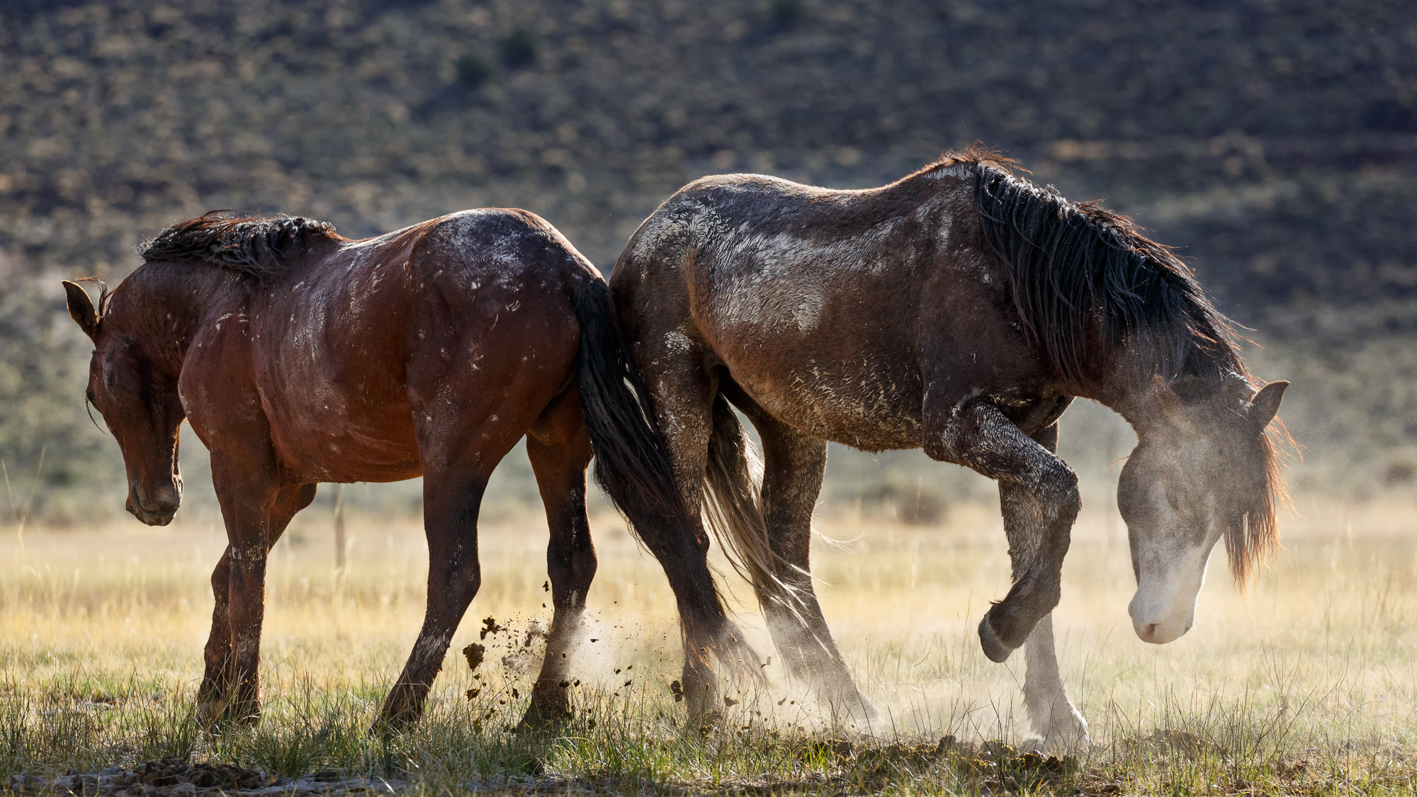 Wild Mustangs of the Adobe Valley Photography Workshop Gallery