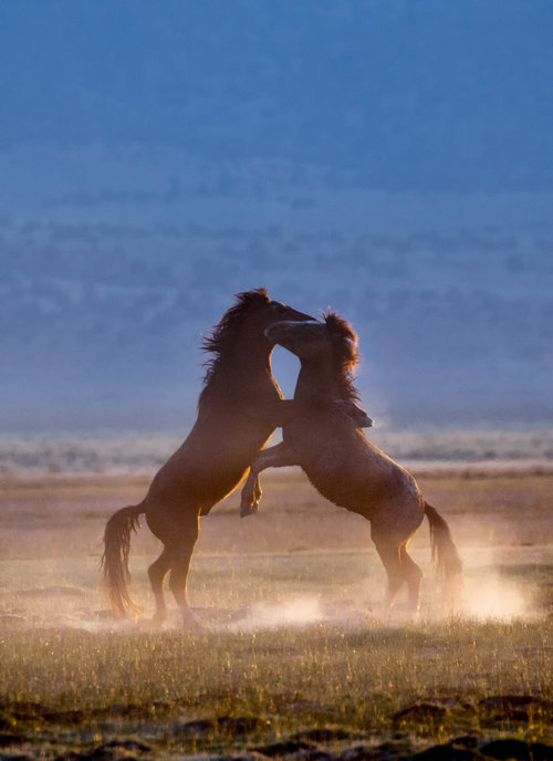 Wild Mustangs of the Adobe Valley Photography Workshop Gallery