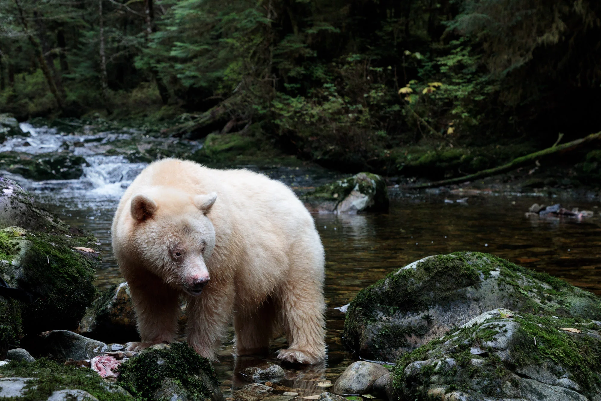 Spirit Bears Photo Gallery