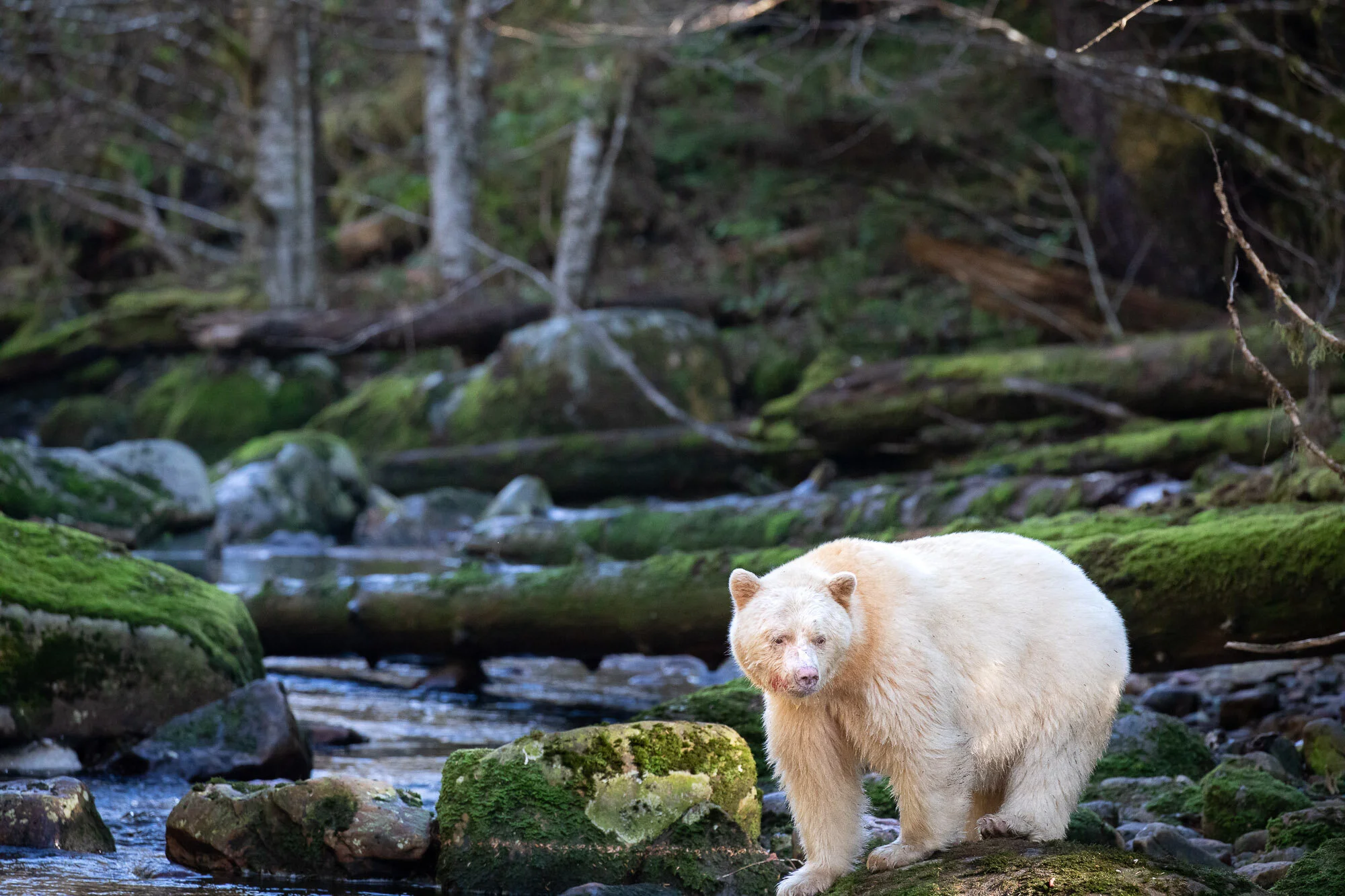 Spirit Bears Photo Gallery