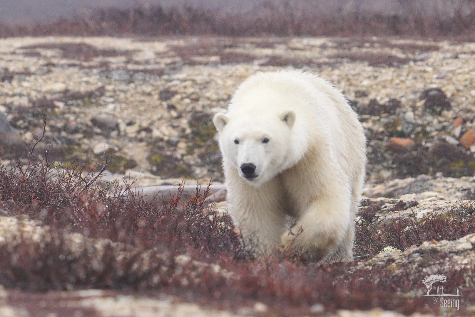 Churchill Polar Bears Workshop Gallery