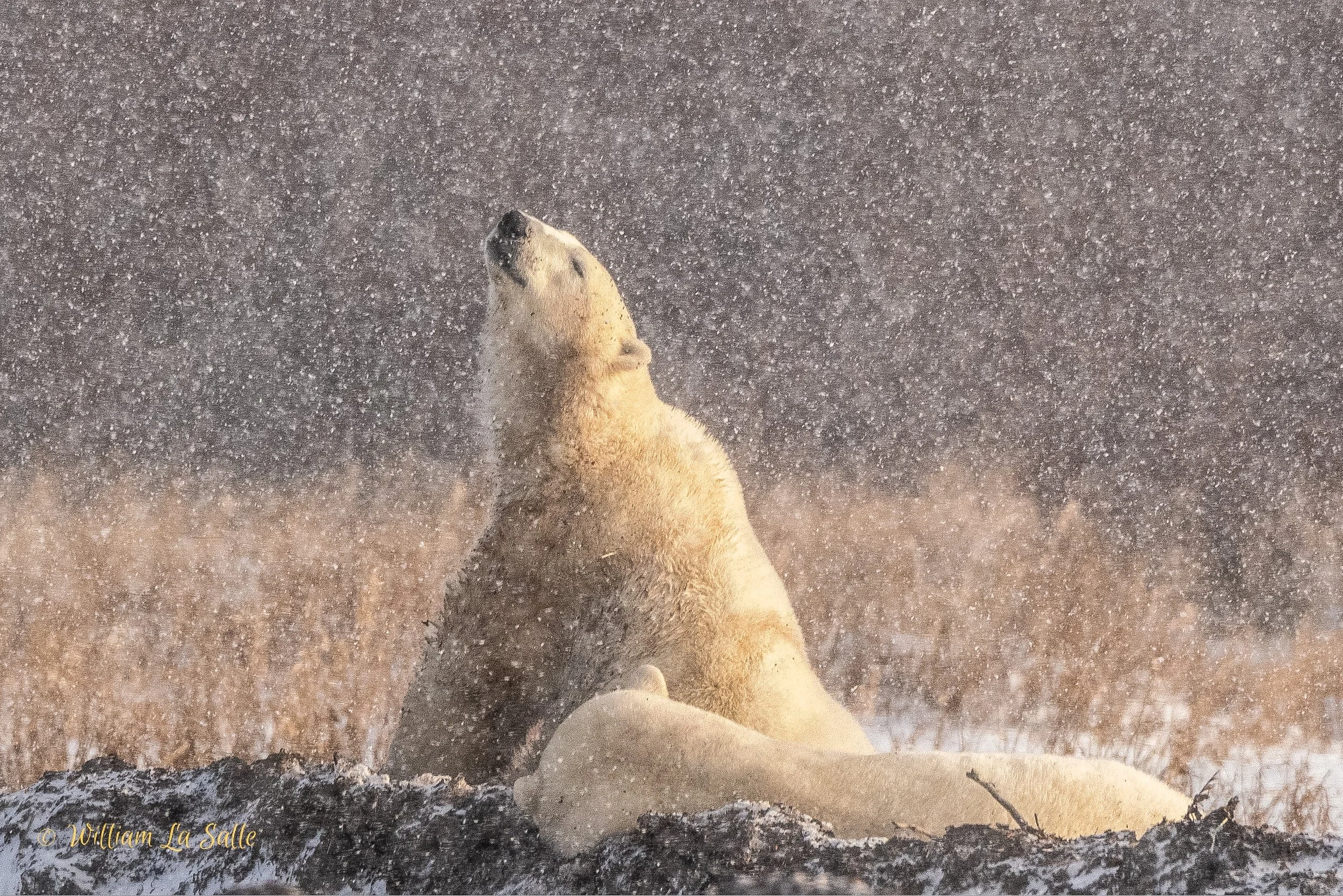 Churchill Polar Bears Workshop Gallery