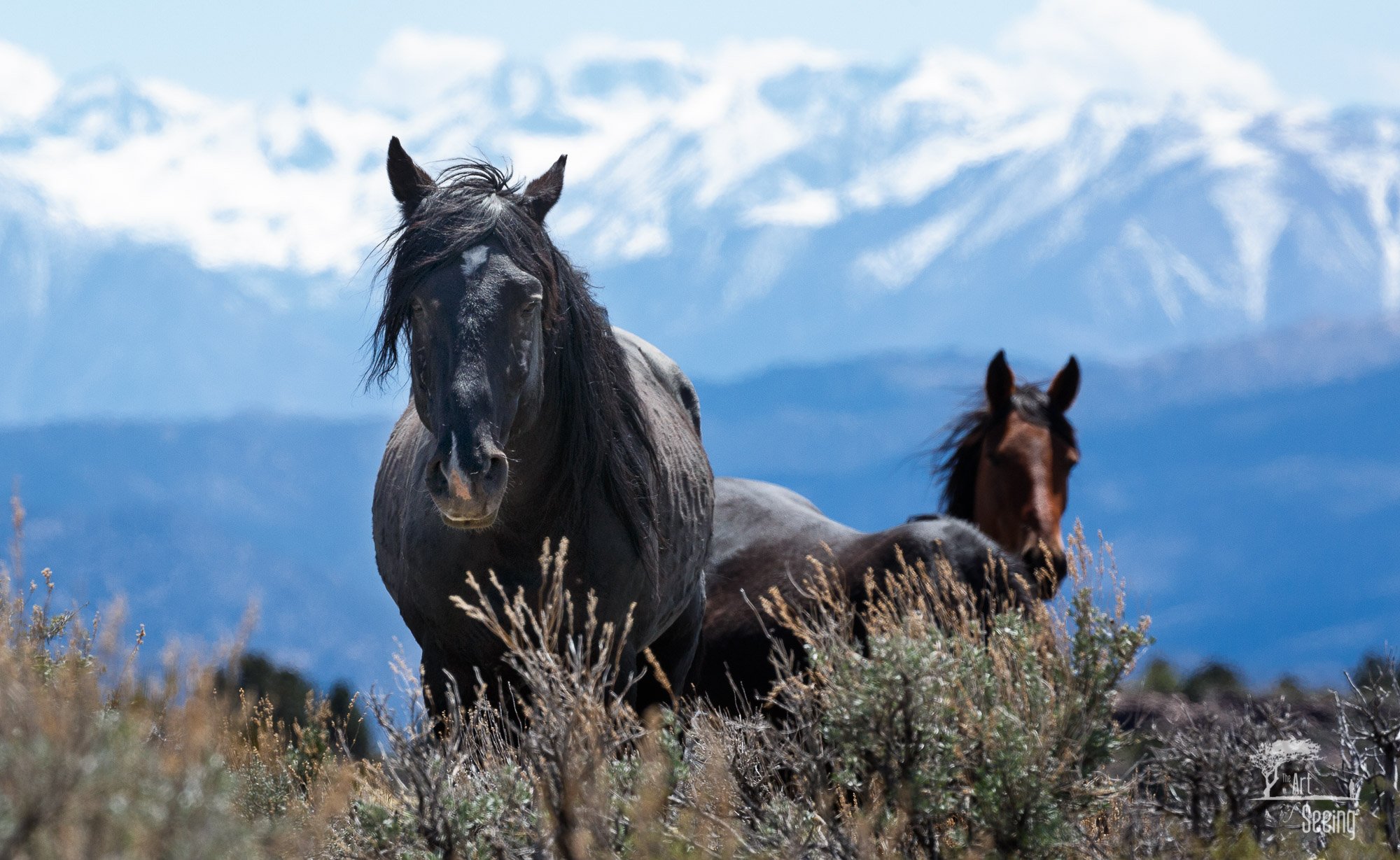 Wild Mustangs of the Adobe Valley Photography Workshop Gallery