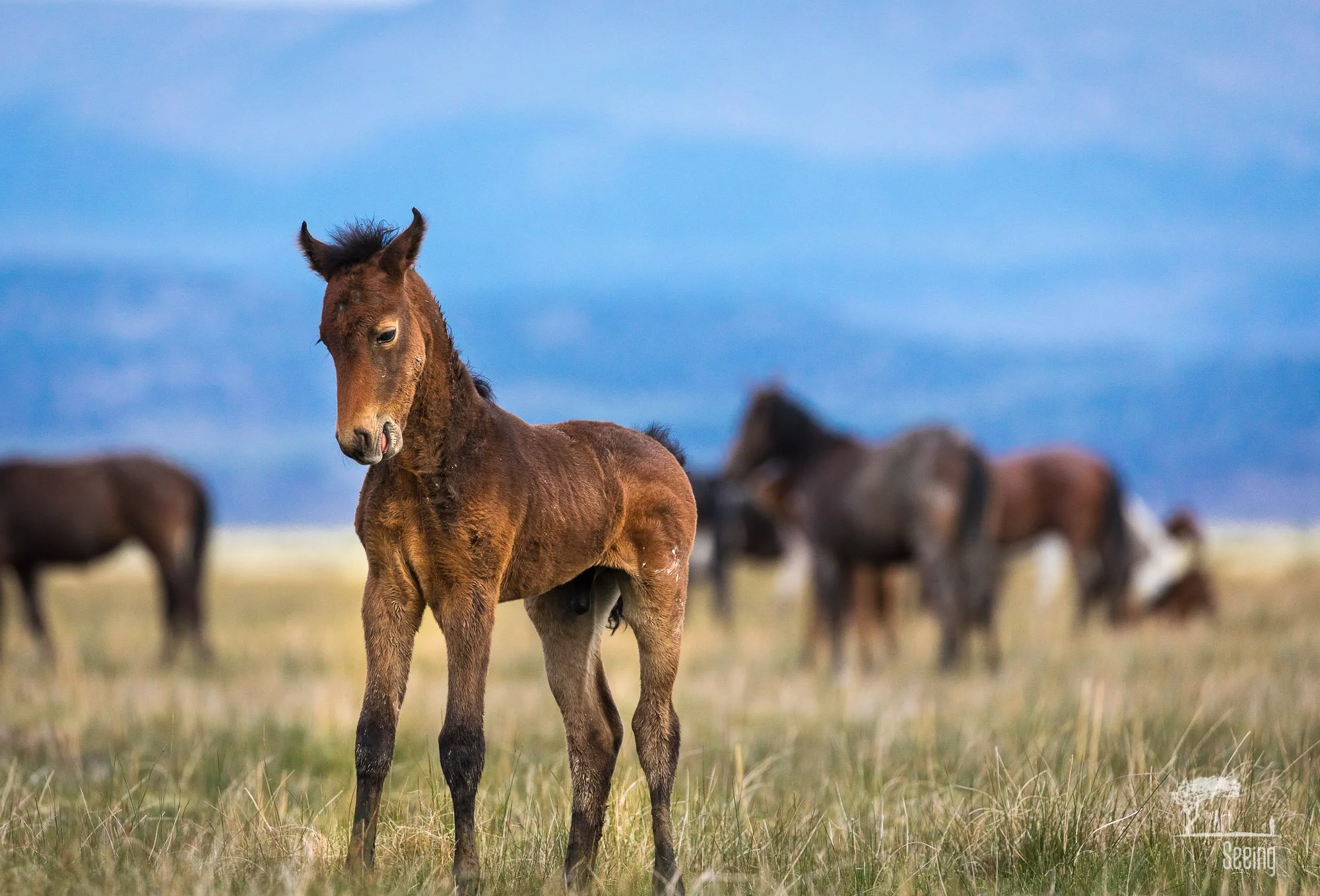 Wild Mustangs of the Adobe Valley Photography Workshop Gallery