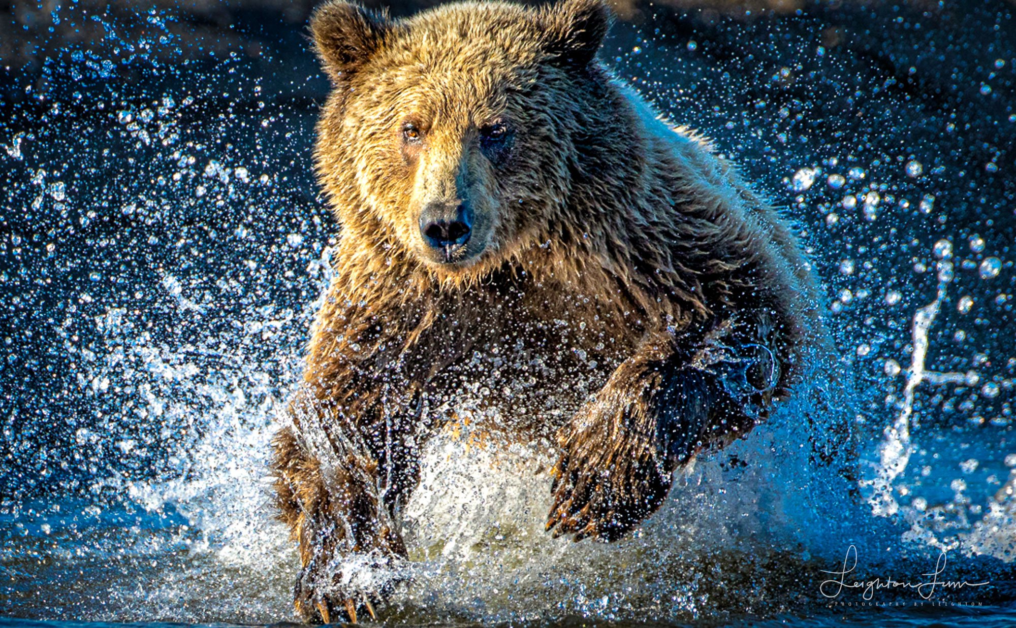 Spirit Bears Photo Gallery