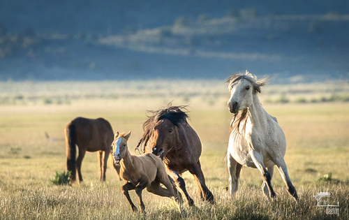 Wild Mustangs WIP