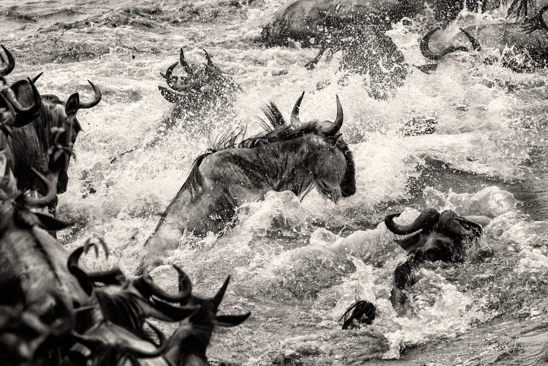 The Great Migration: Mara Crossing 2026
