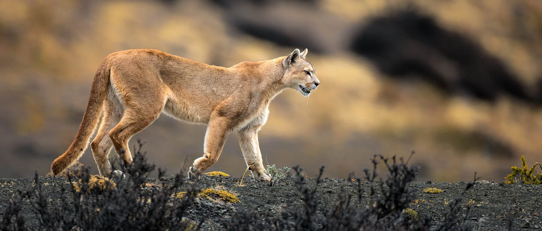 Patagonia 2026 Fall Colors + Puma Tracking Extension Photography Adventure