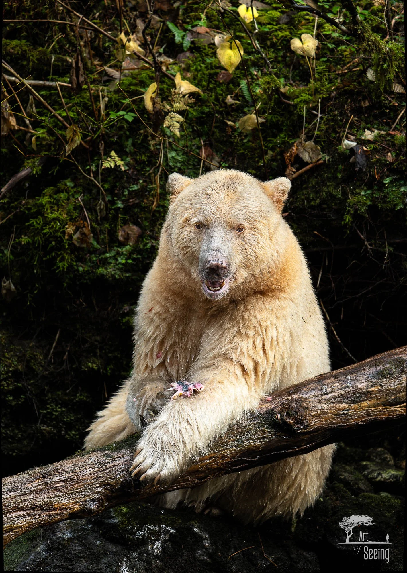 Spirit Bears Photography Workshop 2024