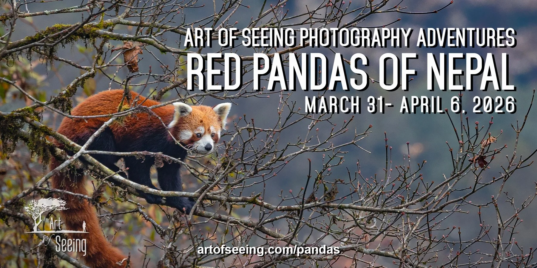 Red Pandas 2026 WIP