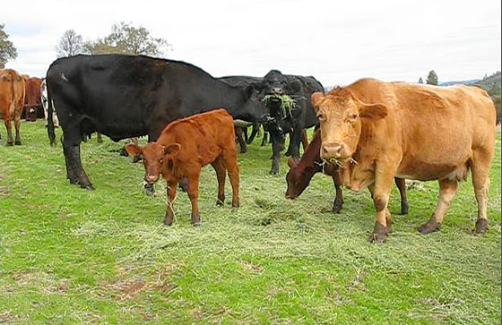 Nevada County Free Range Beef