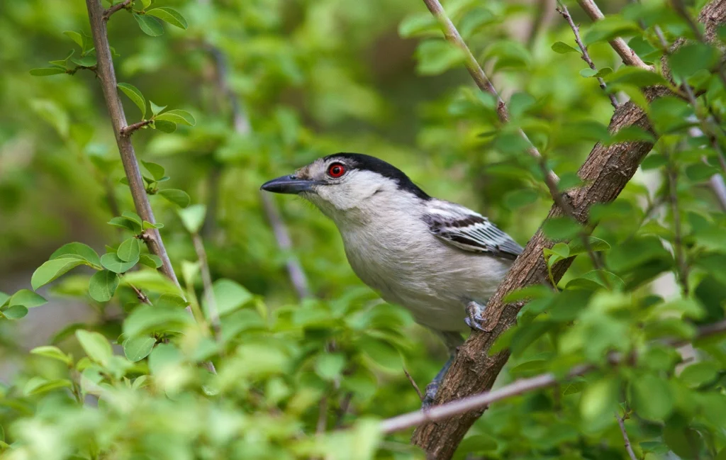 South Africa — Red Hill Birding