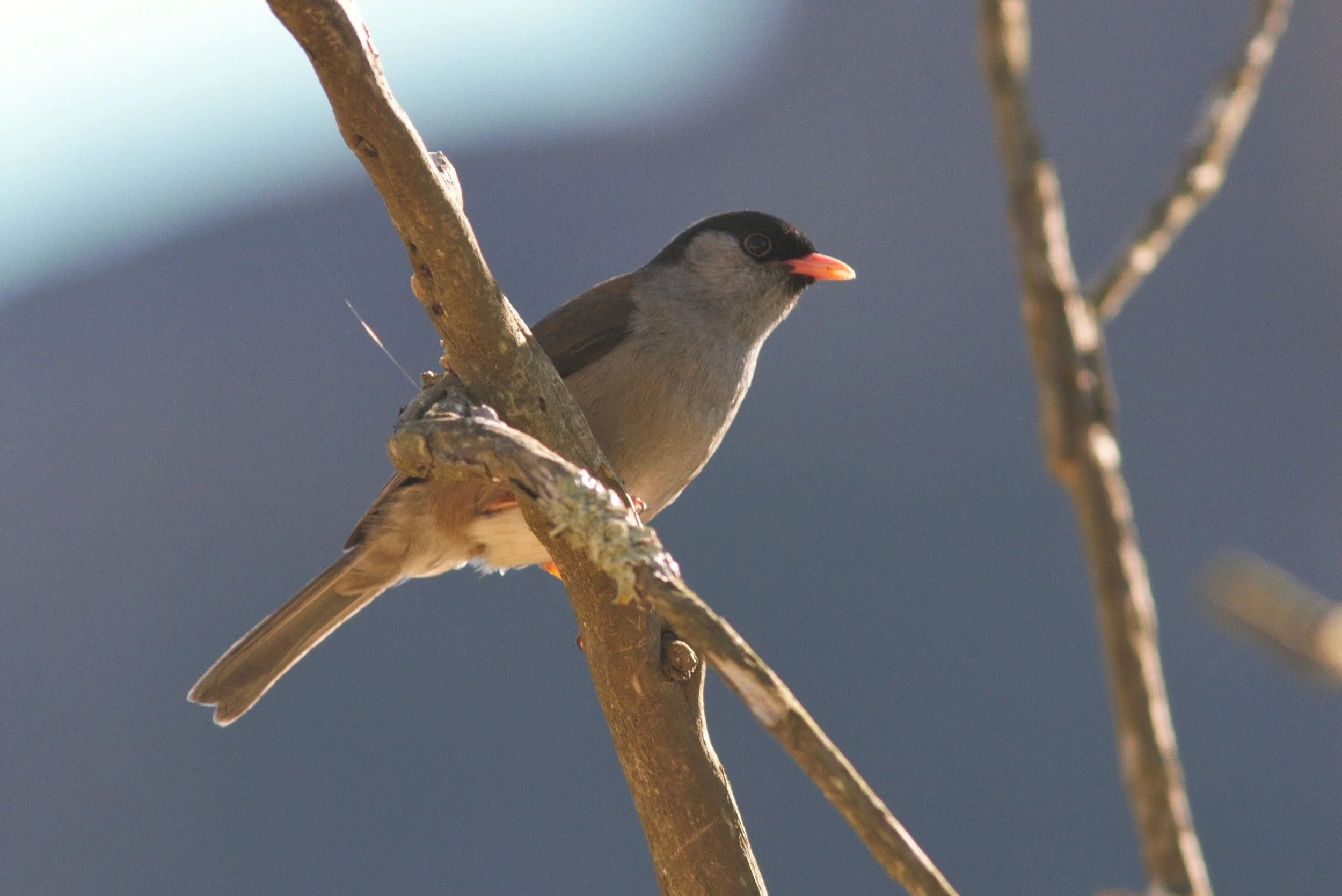 South Africa gallery — Red Hill Birding