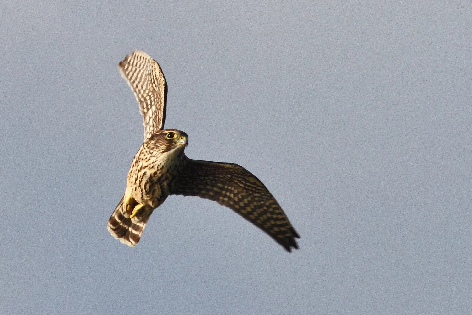 Chicago: Birds and Architecture — Red Hill Birding