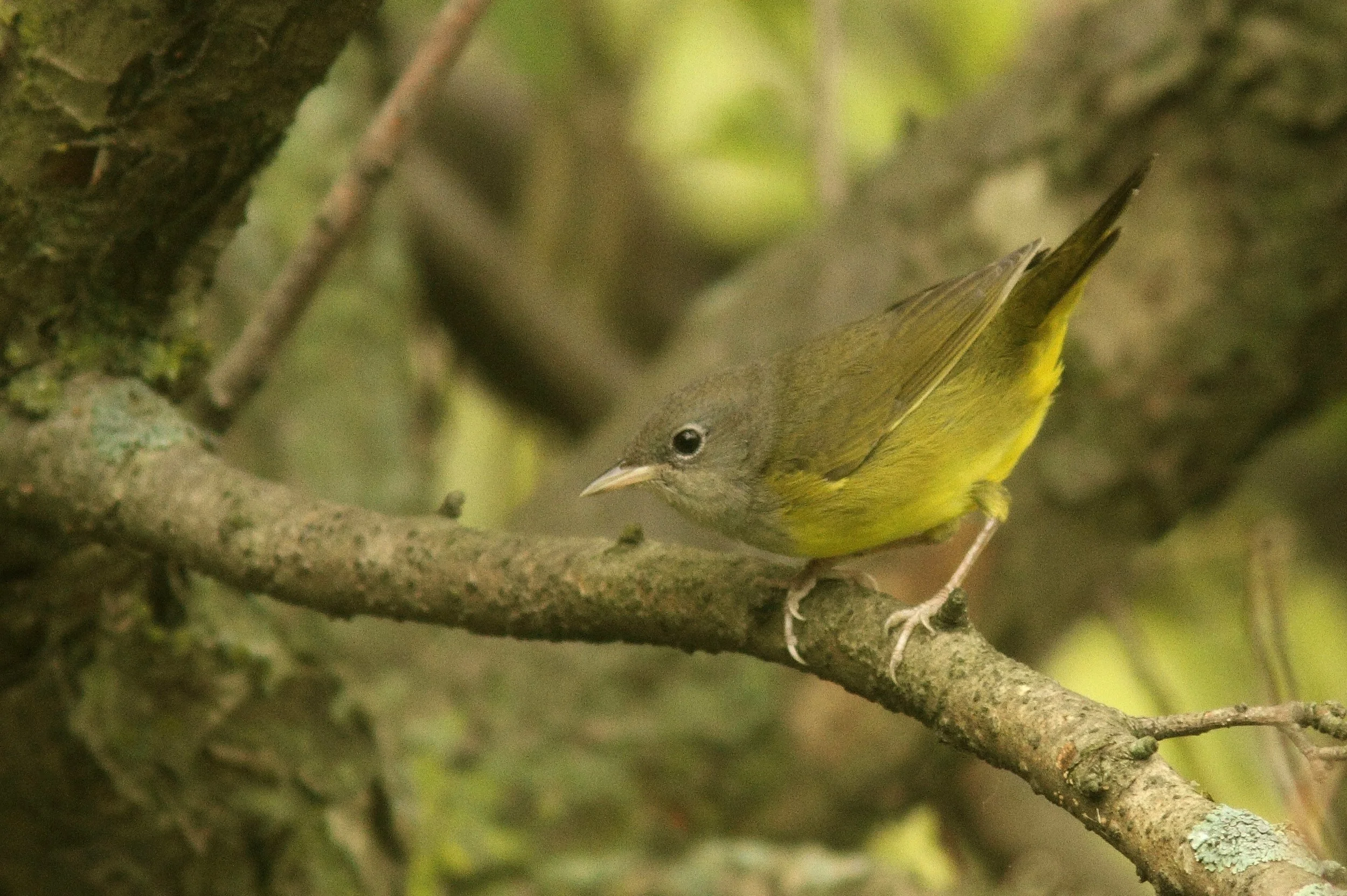 Chicago: Birds and Architecture — Red Hill Birding