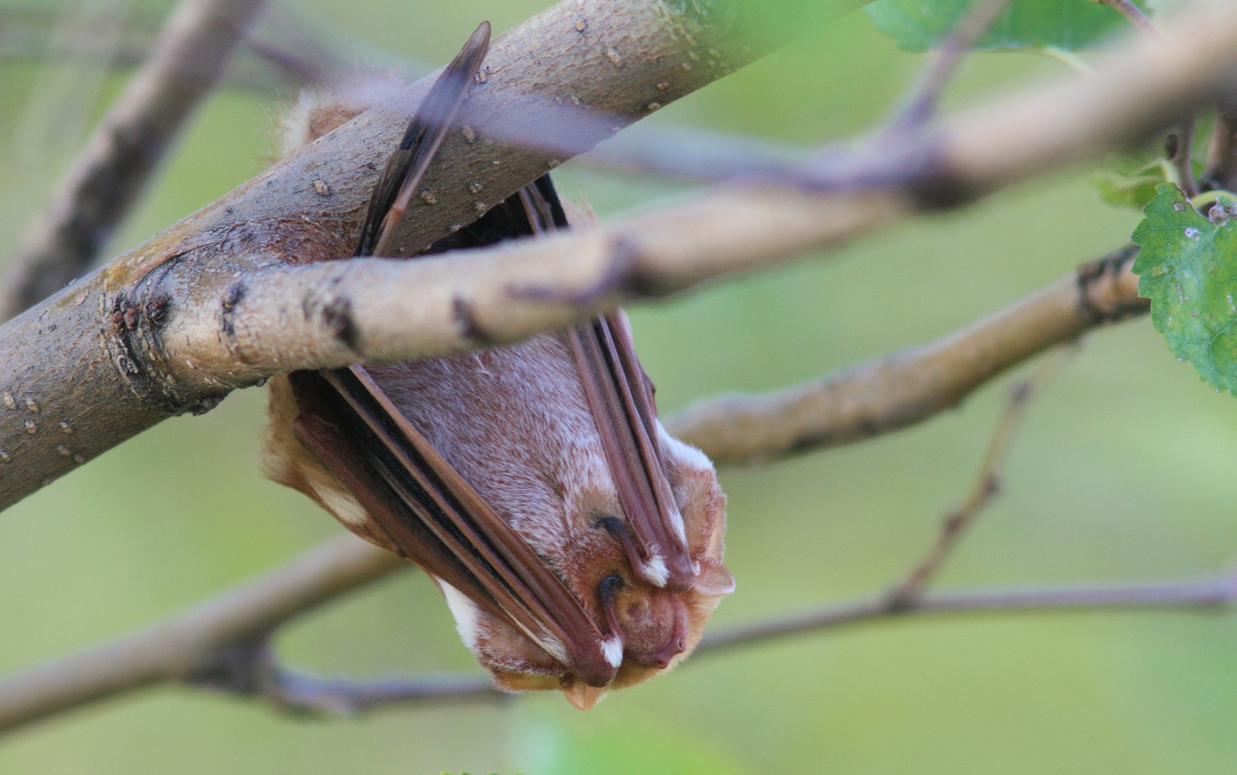 Chicago: Birds and Architecture — Red Hill Birding