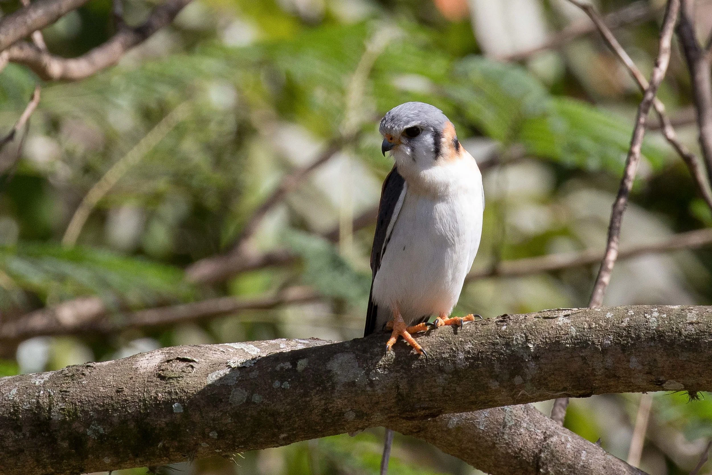 Cuban Birds