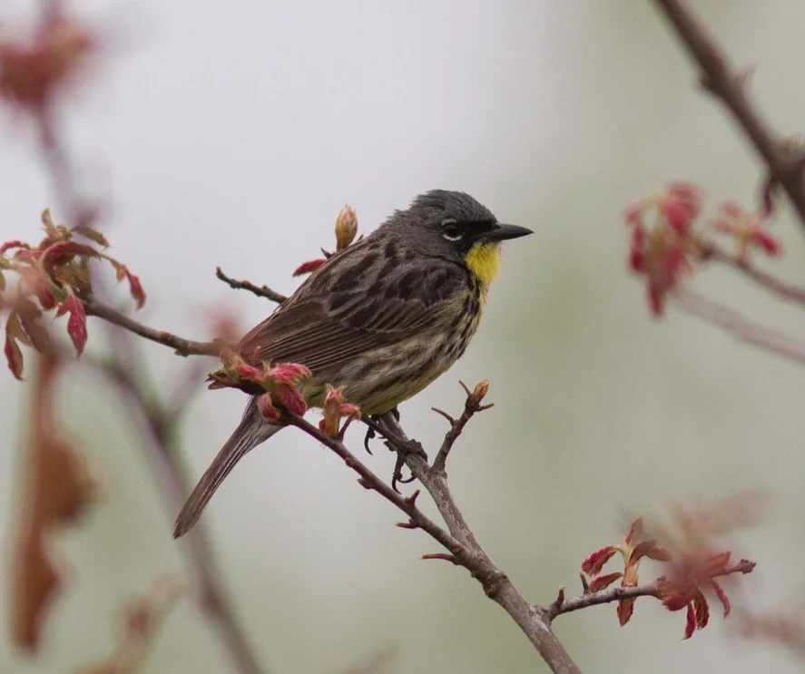Chicago guiding — Red Hill Birding