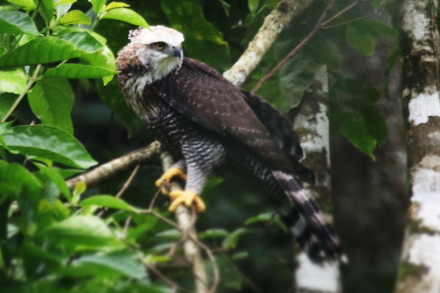 Panama - Canopy Camp Gallery — Red Hill Birding