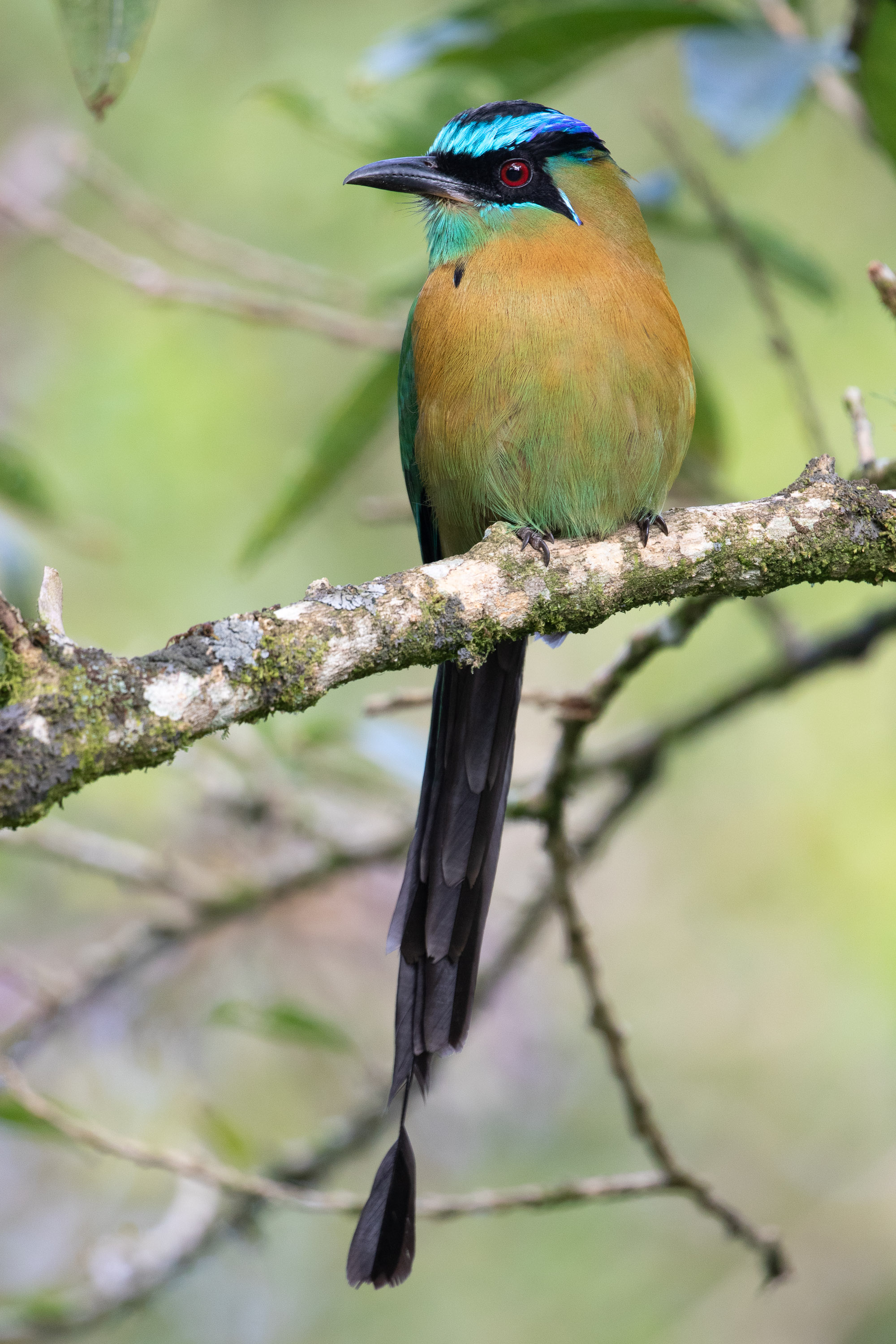 Costa Rica — Red Hill Birding