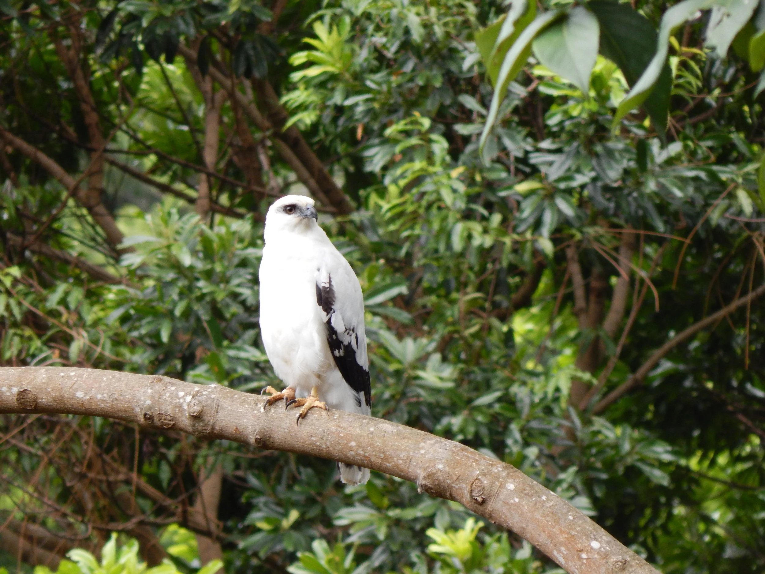 Honduras — Red Hill Birding