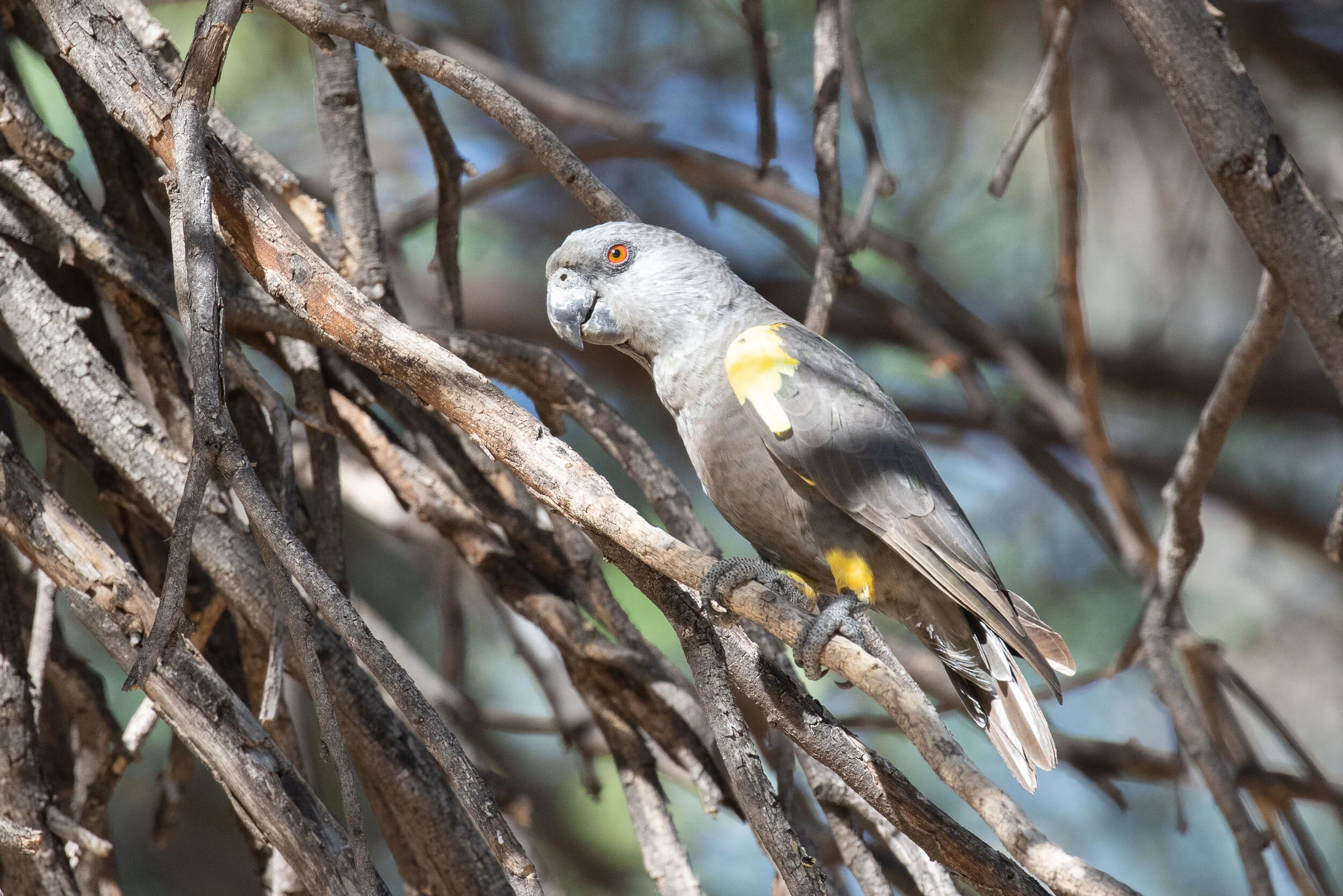 Namibia Botswana 2019 Gallery — Red Hill Birding