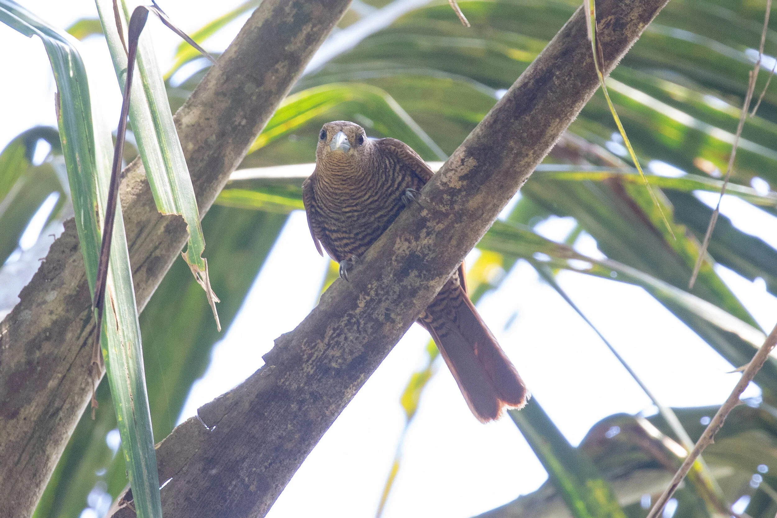 Madagascar — Red Hill Birding