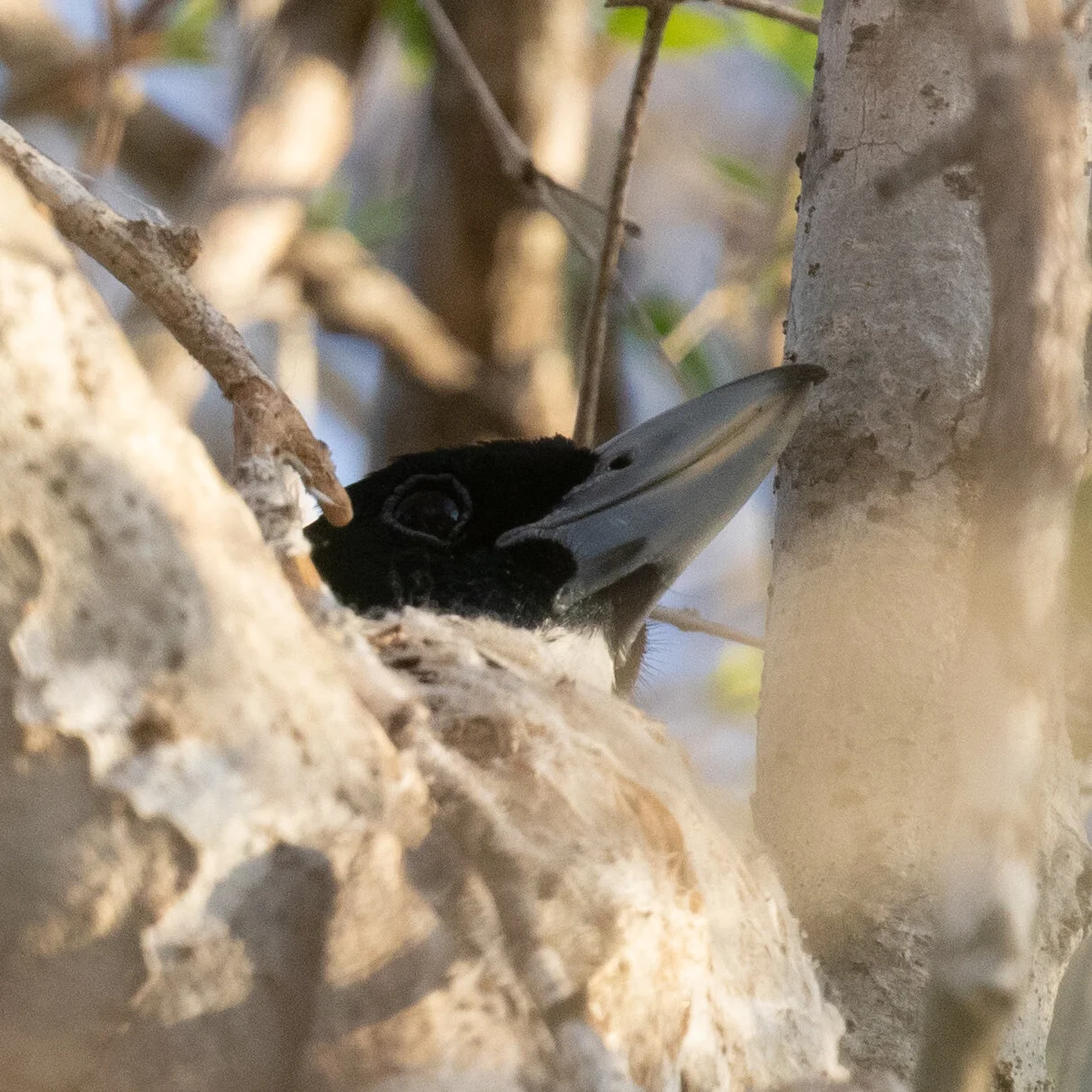 Madagascar — Red Hill Birding
